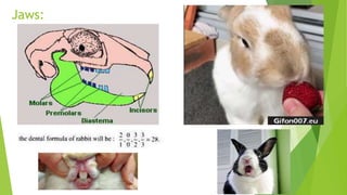 Dissection of Rabbit.pptx