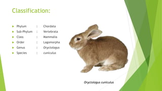 Dissection of Rabbit.pptx
