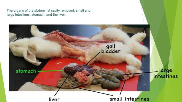 Dissection of Rabbit.pptx