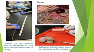 Dissection of Rabbit.pptx