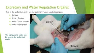 Dissection of Rabbit.pptx