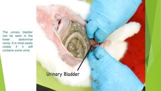 Dissection of Rabbit.pptx