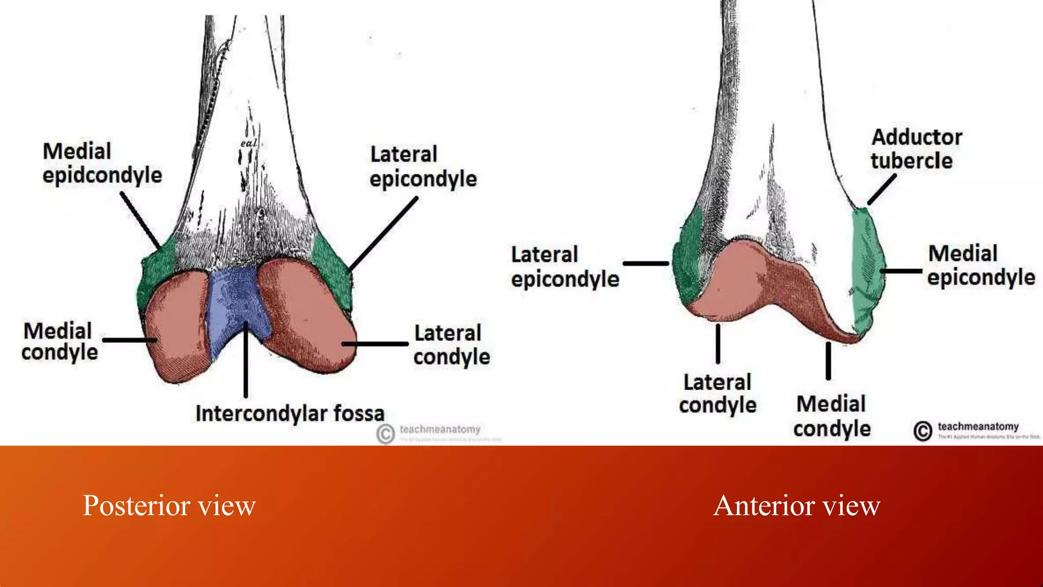 Distal femur fractures & fracture patella by dr ashutosh | PPTX