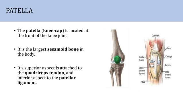 DISTAL FEMUR, PATELLA, PROXIMAL TIBIA FRACTURE.pptx
