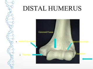 Distal humerus fracture and elbow dislocation by dr ashutosh | PPT