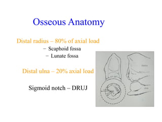 Scaphoid And Lunate Fossa