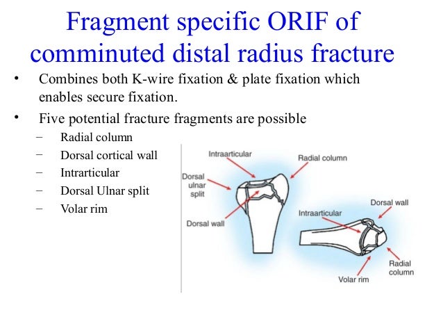 Distal Definition Anatomy