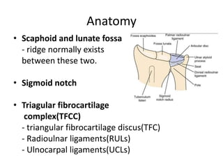 Scaphoid And Lunate Fossa