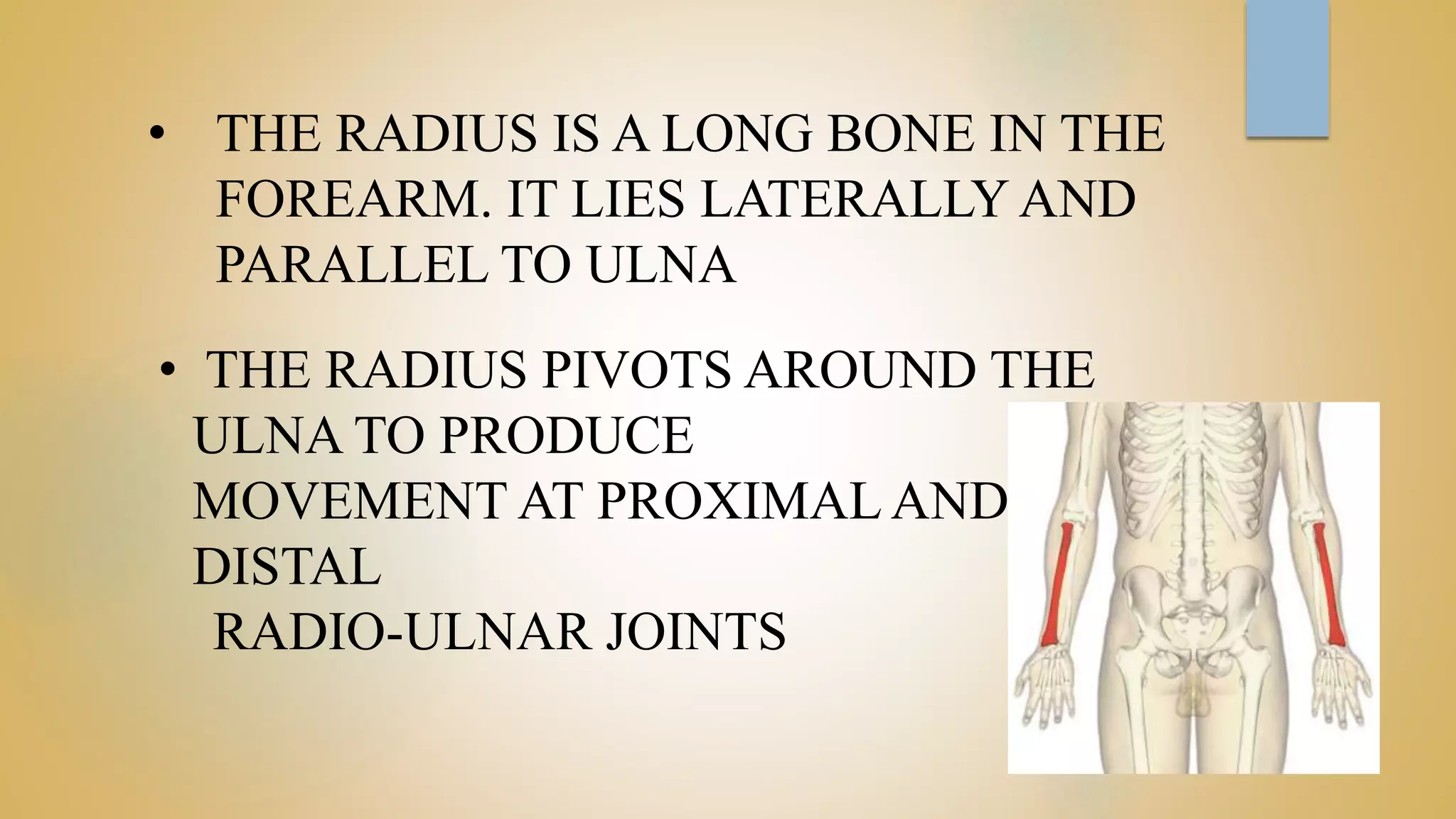 DISTAL RADIUS FRACTURES.pptx