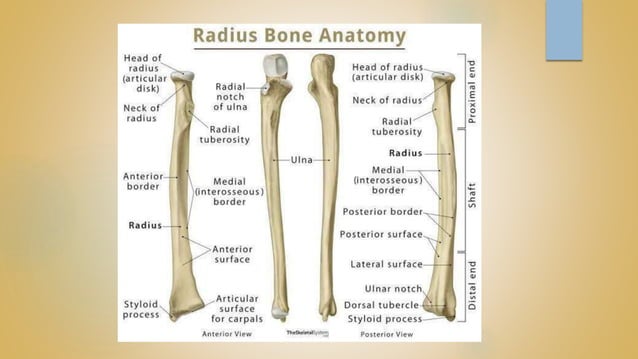 DISTAL RADIUS FRACTURES.pptx