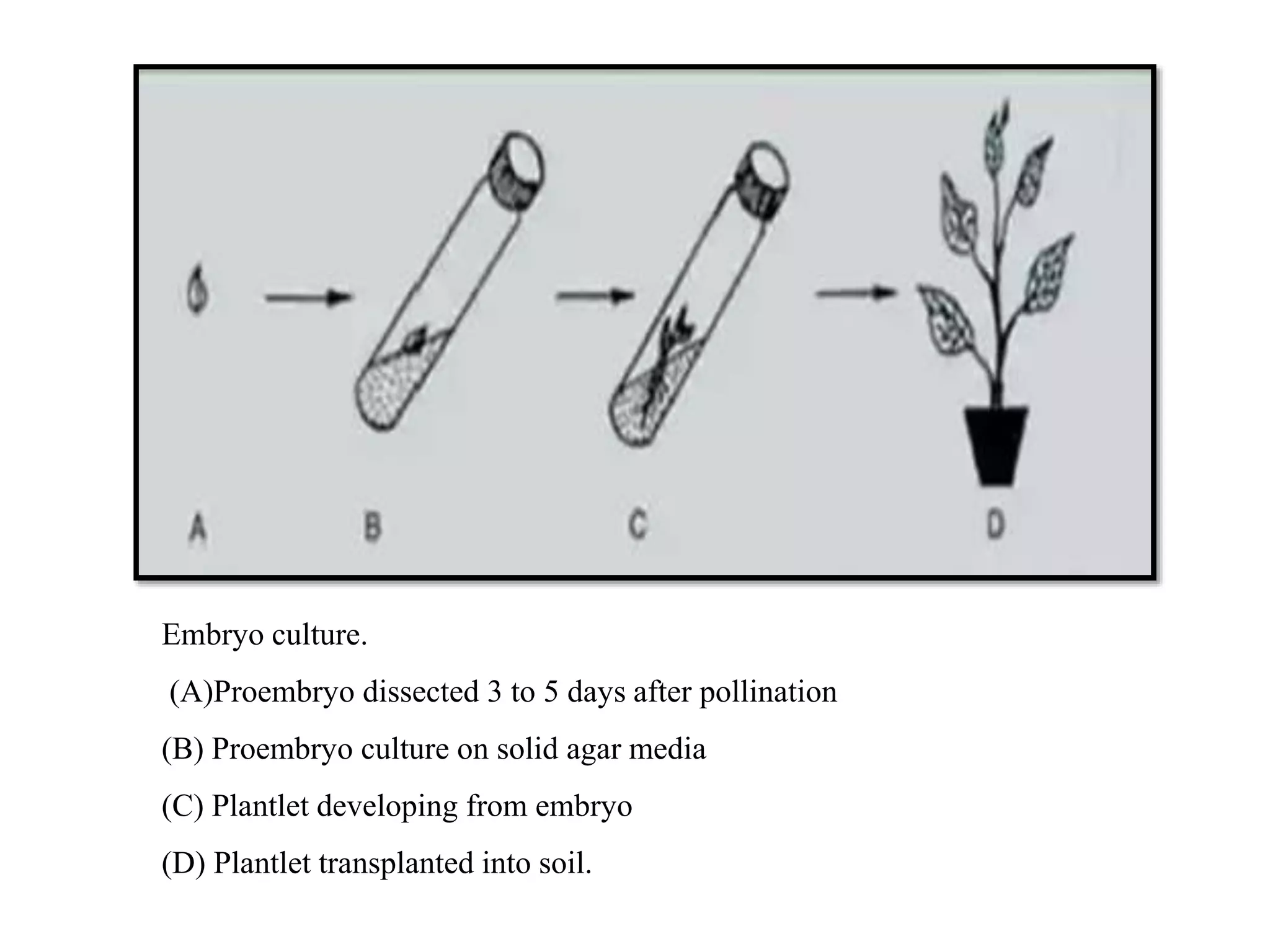 Distant hybridization | PPTX