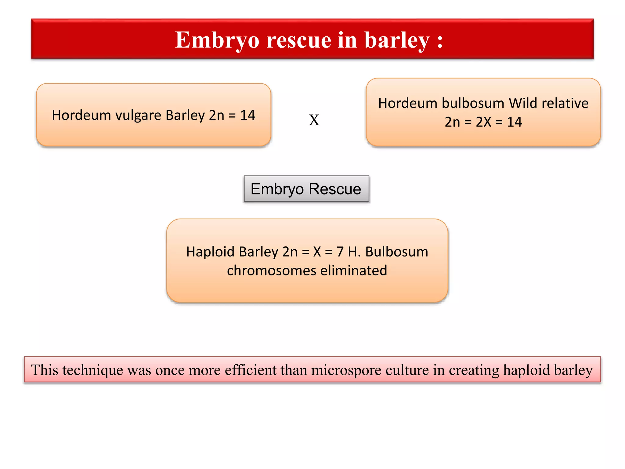 Distant hybridization | PPTX