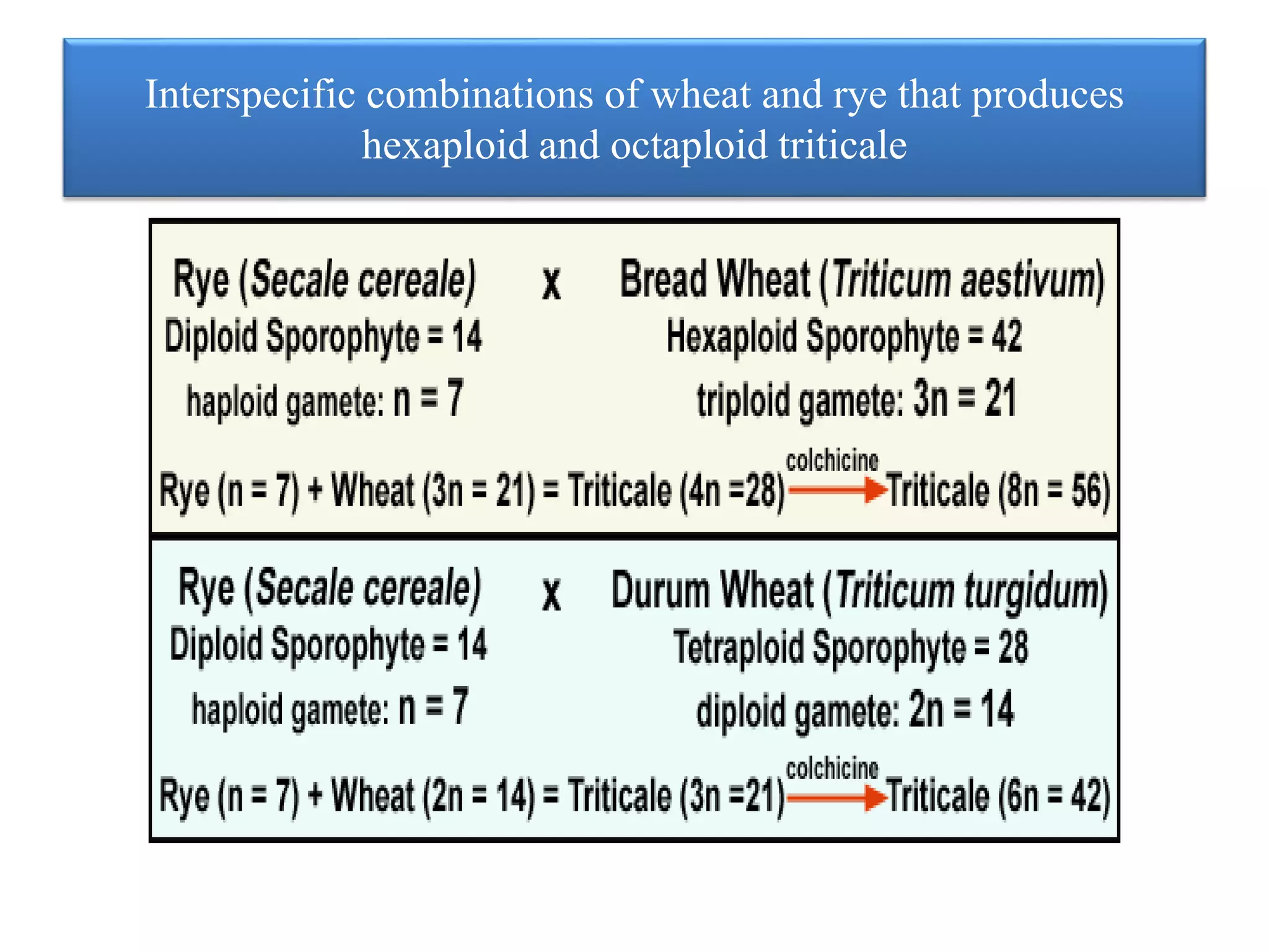 Distant hybridization | PPTX
