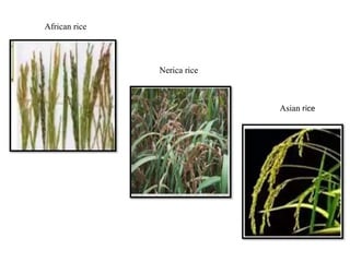 Distant hybridization | PPTX