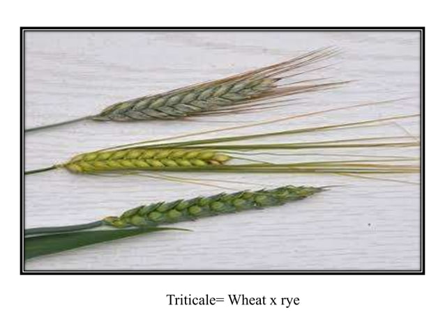 Distant hybridization | PPTX