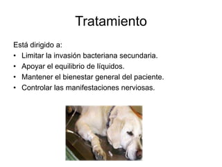 Distemper | PPTX