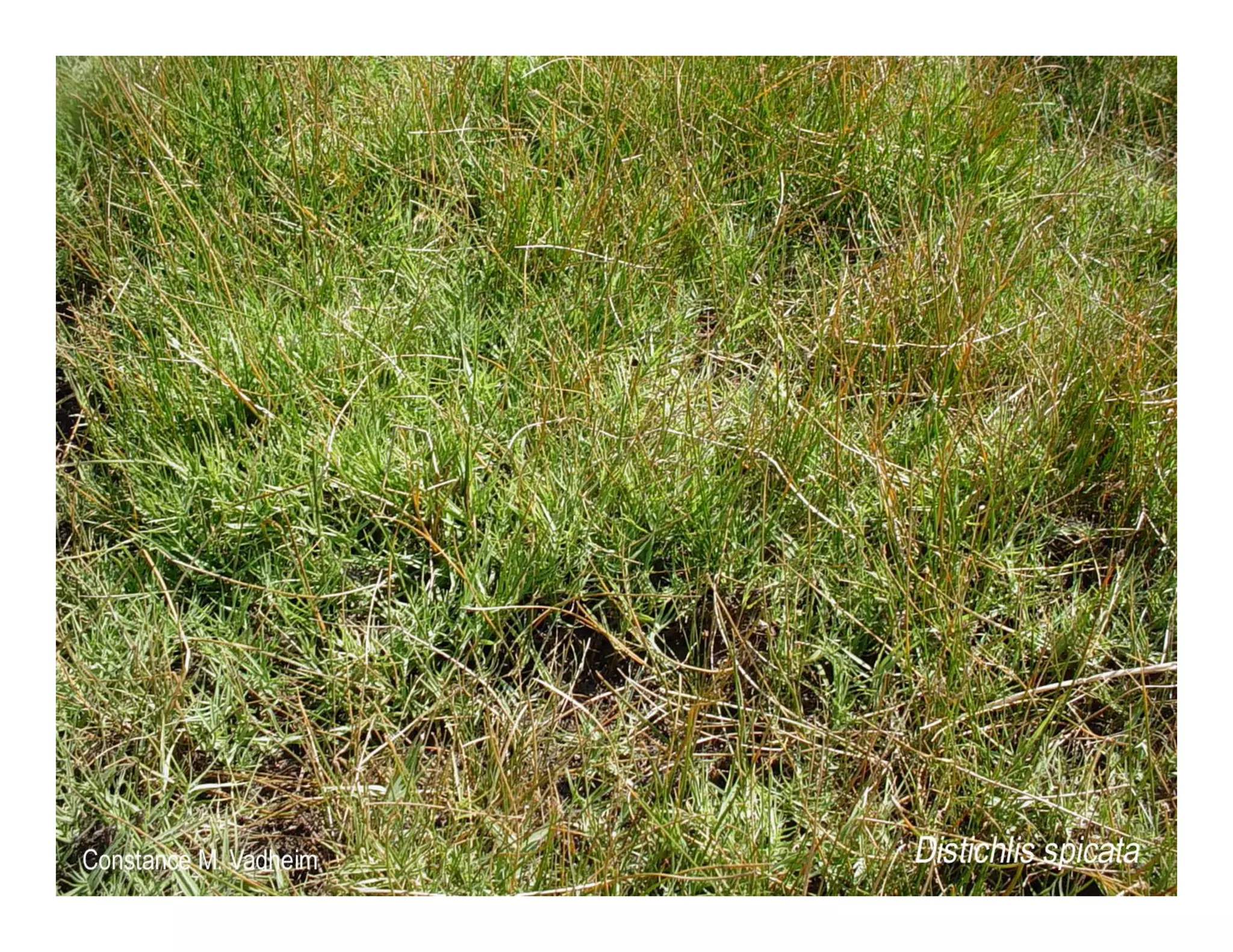 Distichlis spicata web show | PPT