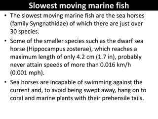 Distinction in Fishes by B.pptx