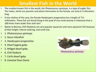 Distinction in Fishes by B.pptx