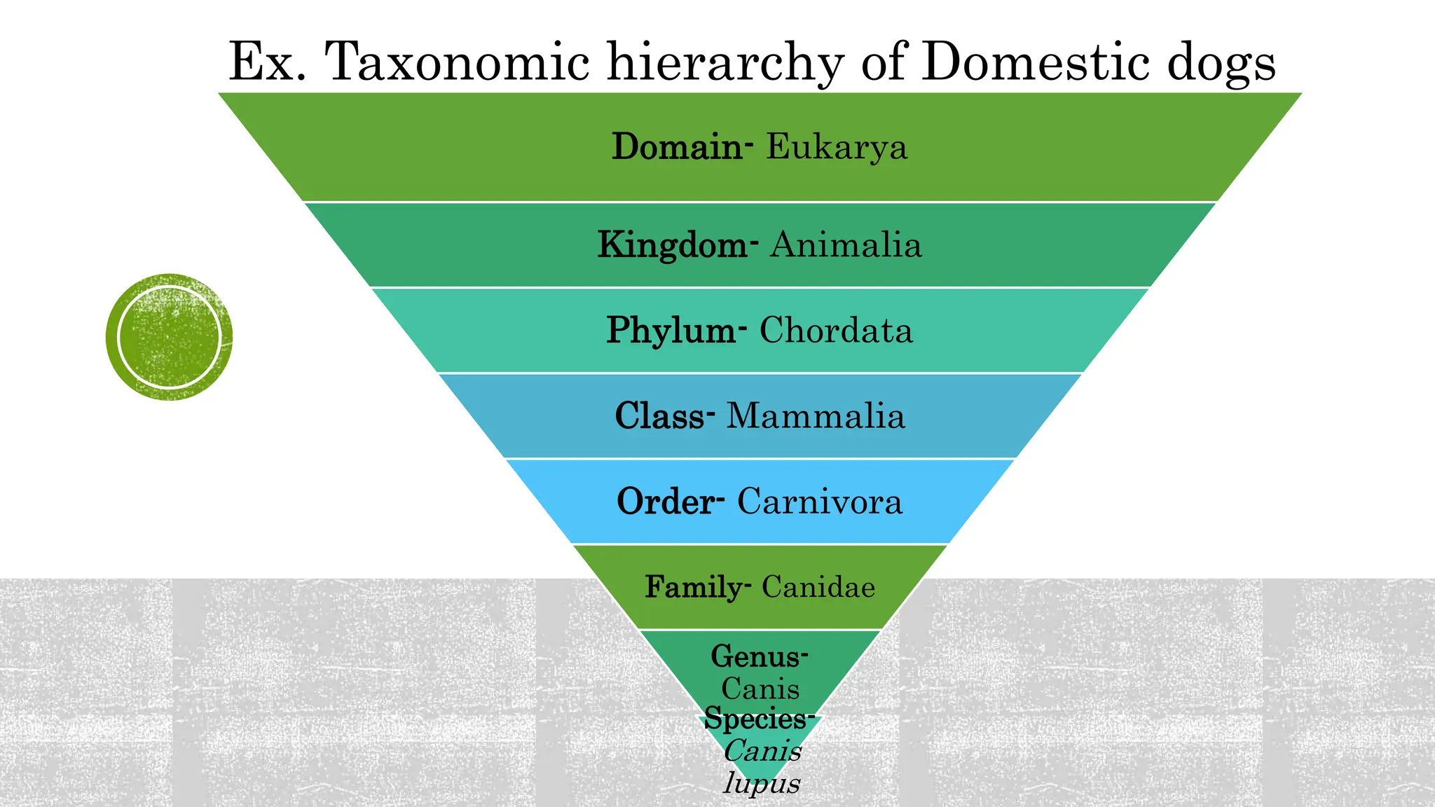 Distinctive Characteristics of taxon.pptx