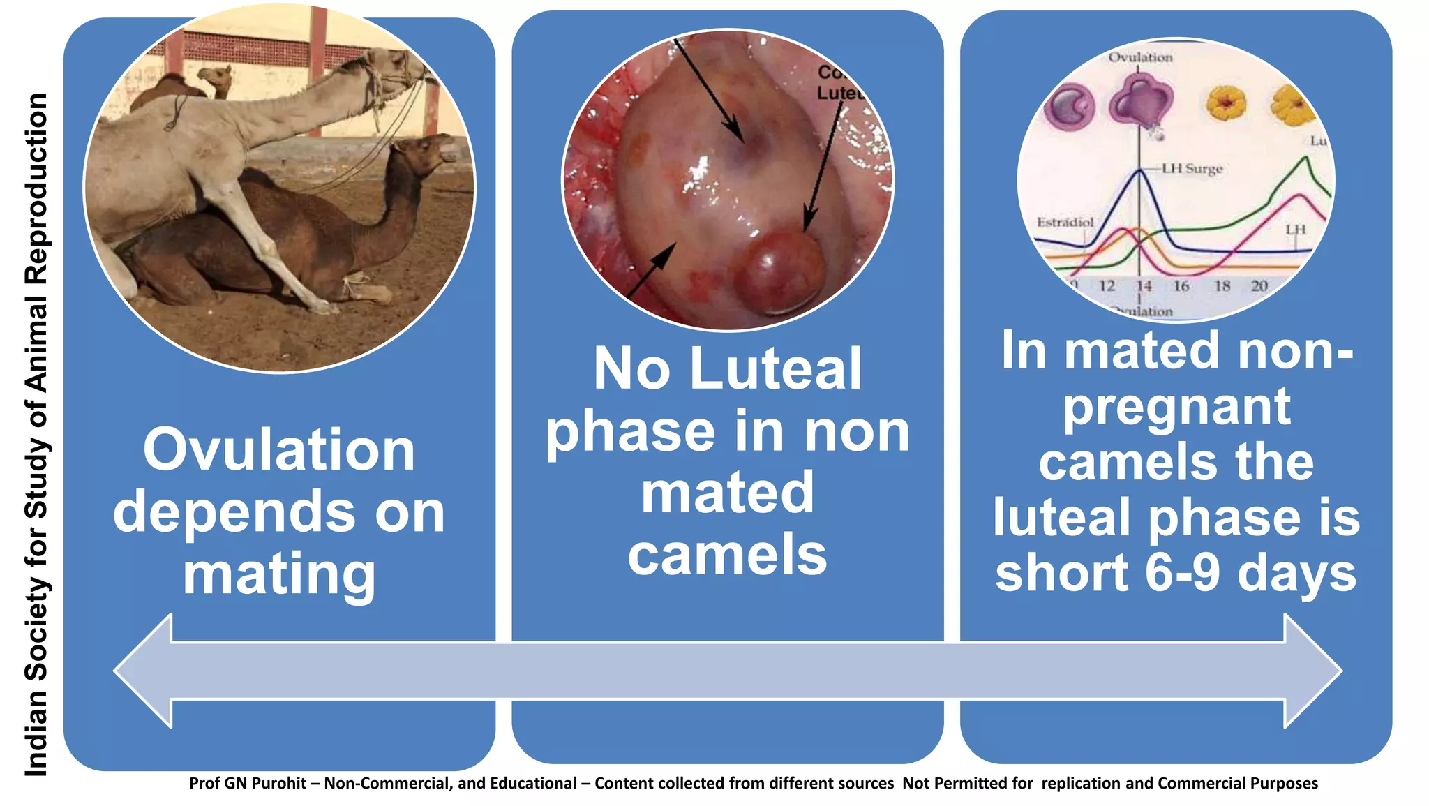 Distinctive features of camel reproduction | PDF