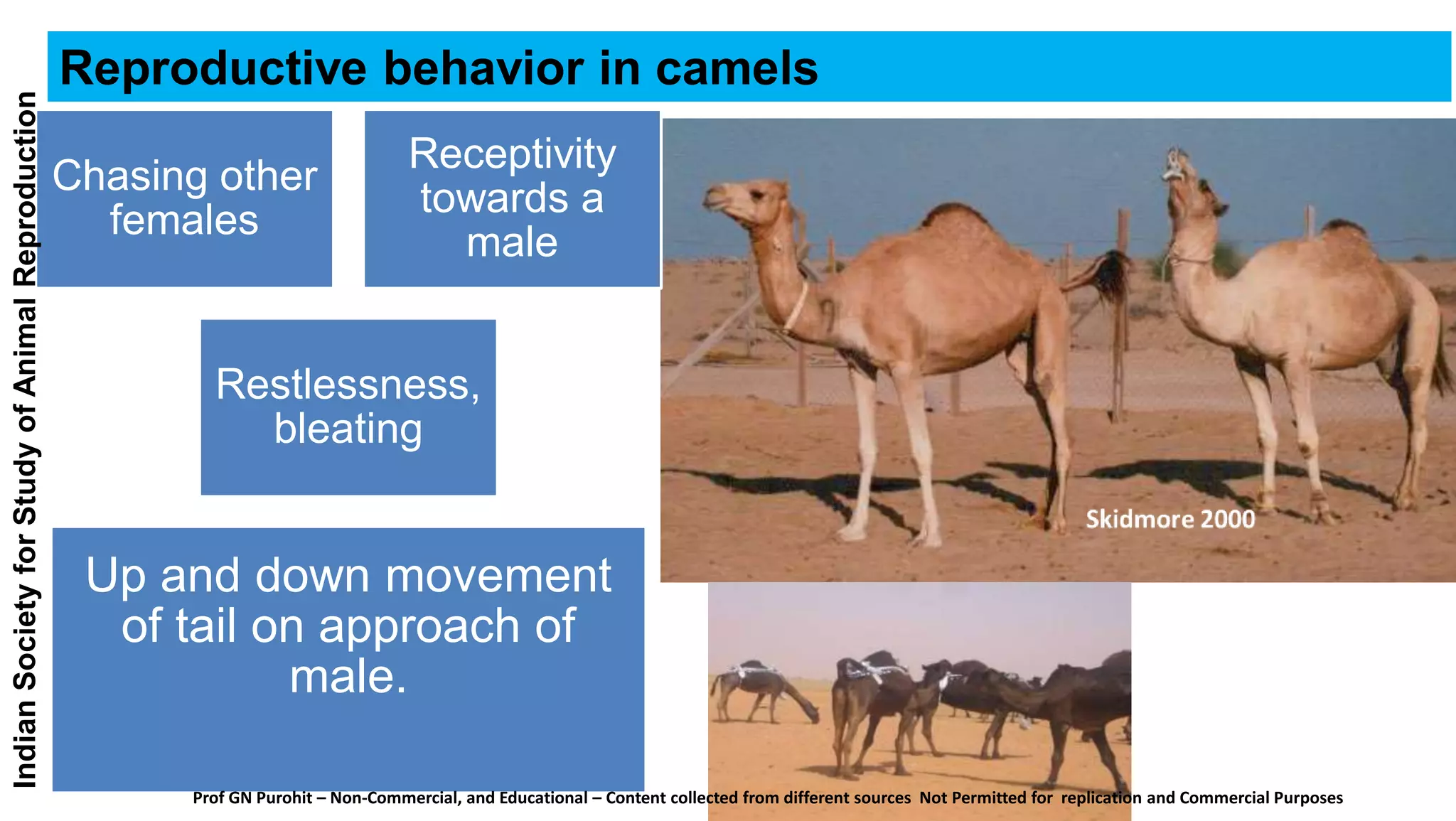 Distinctive features of camel reproduction | PDF