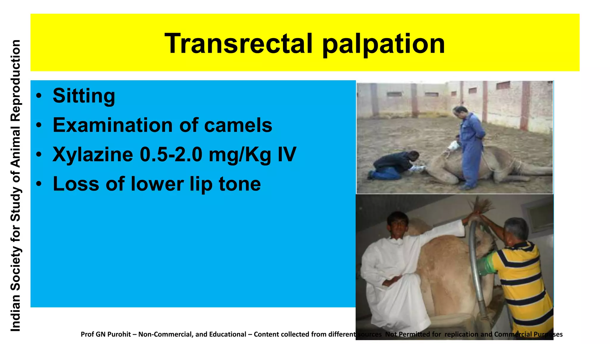 Distinctive features of camel reproduction | PDF