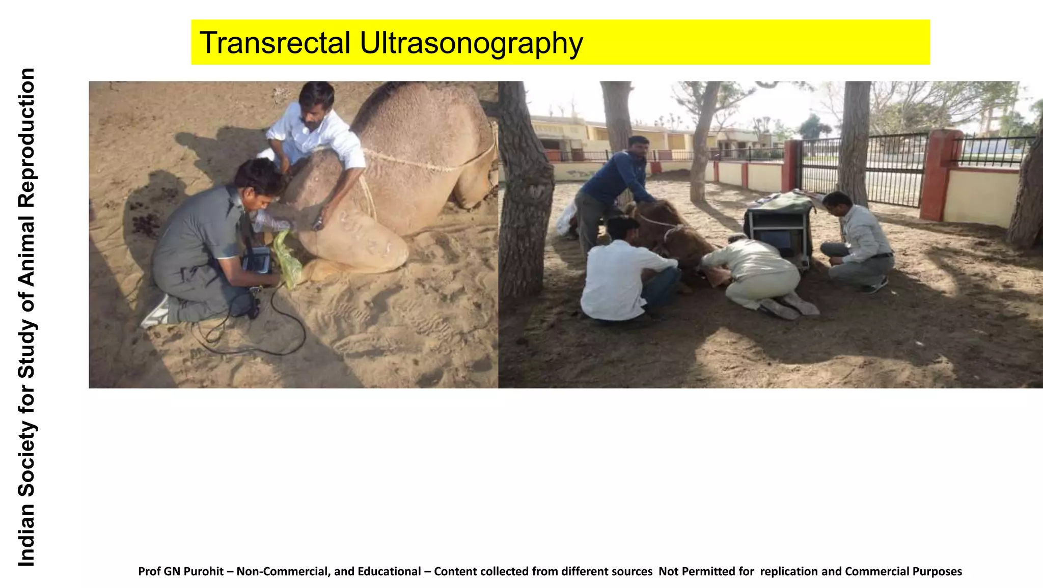 Distinctive features of camel reproduction | PDF