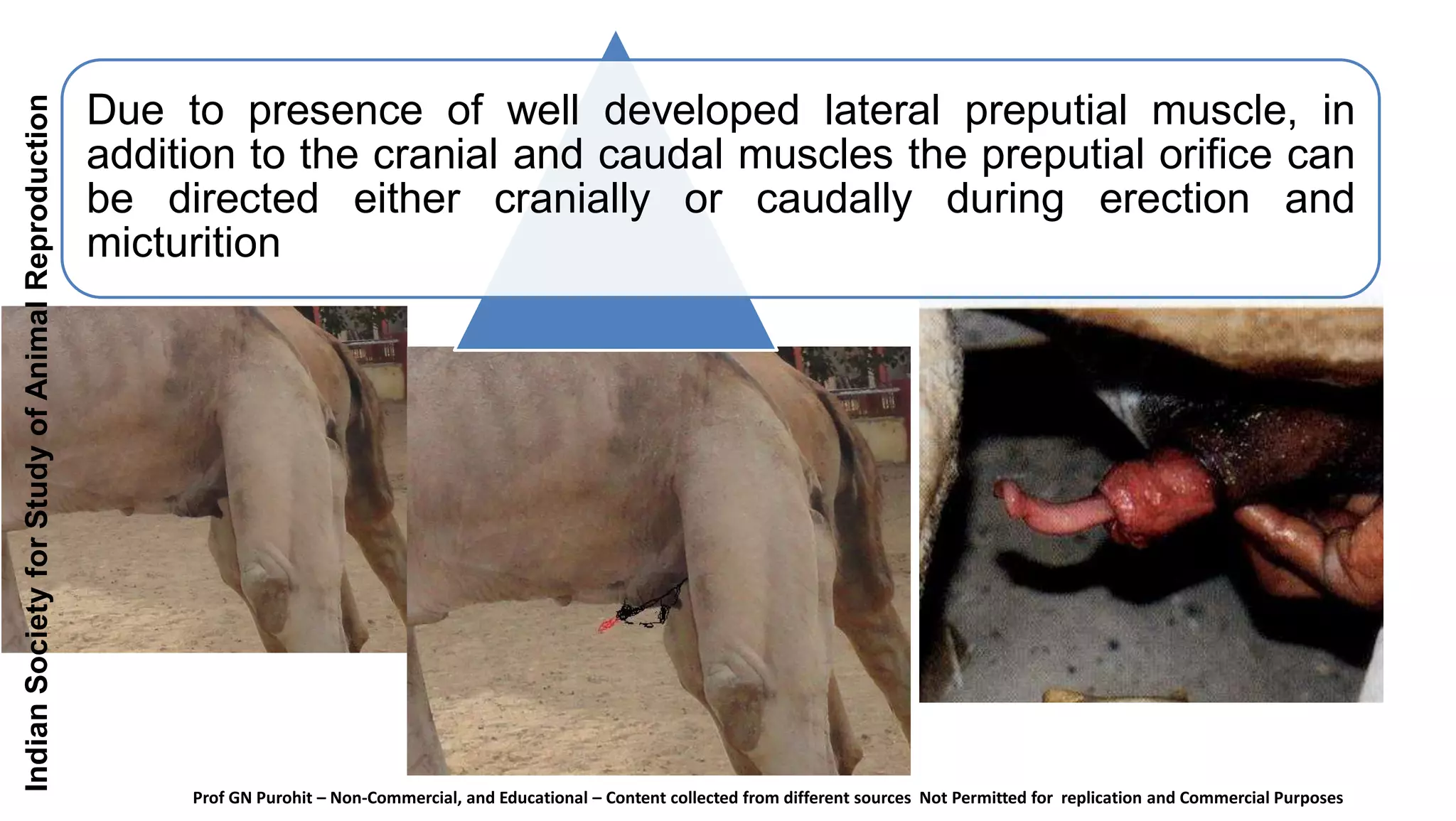 Distinctive features of camel reproduction | PDF