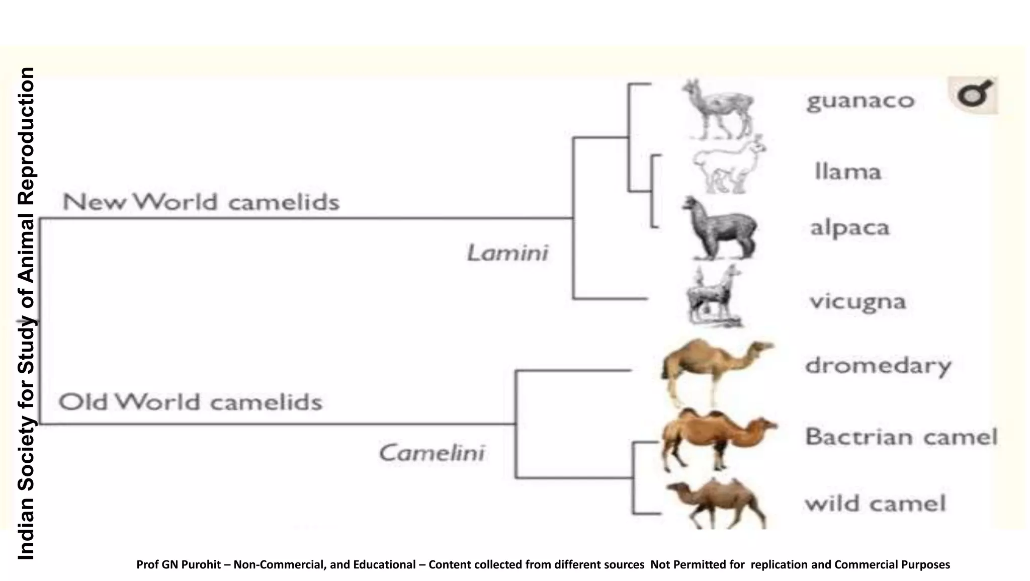 Distinctive features of camel reproduction | PDF