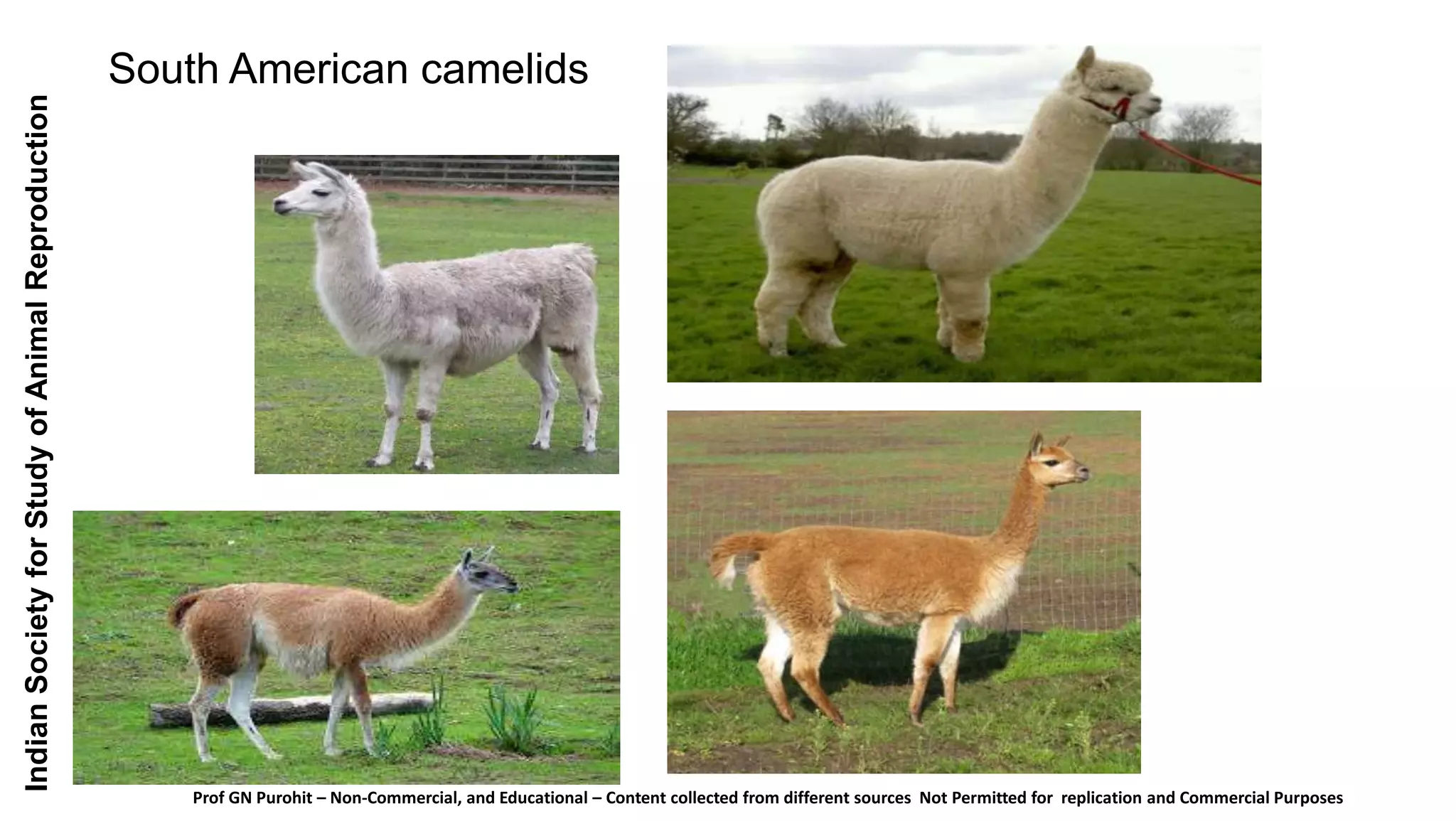 Distinctive features of camel reproduction | PDF
