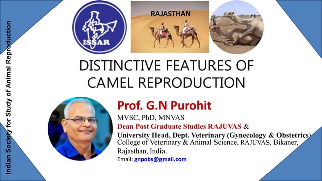 Distinctive features of camel reproduction | PDF | Pregnancy ...