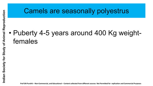 Distinctive features of camel reproduction | PDF | Pregnancy ...