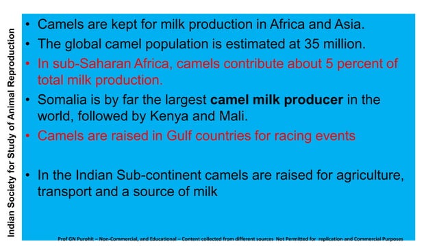 Distinctive features of camel reproduction | PDF | Pregnancy ...