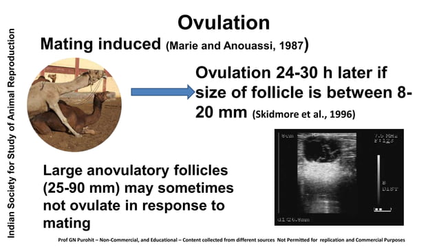 Distinctive features of camel reproduction | PDF | Pregnancy ...