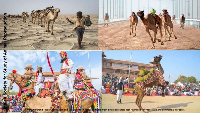 Distinctive features of camel reproduction | PDF | Pregnancy ...