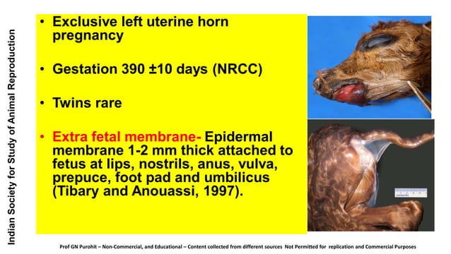 Distinctive features of camel reproduction | PDF | Pregnancy ...