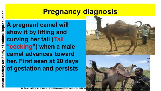 Distinctive features of camel reproduction | PDF | Pregnancy ...