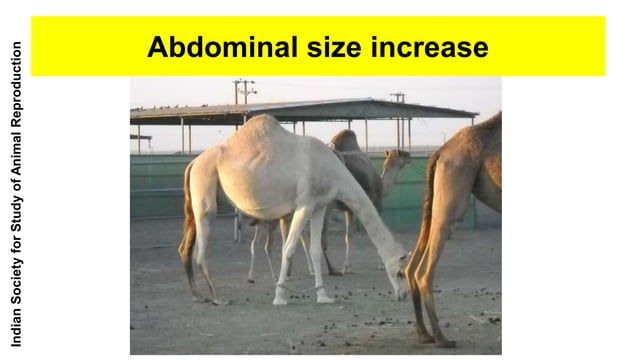 Distinctive features of camel reproduction | PDF | Pregnancy ...
