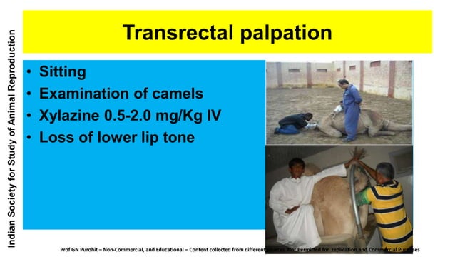 Distinctive features of camel reproduction | PDF | Pregnancy ...