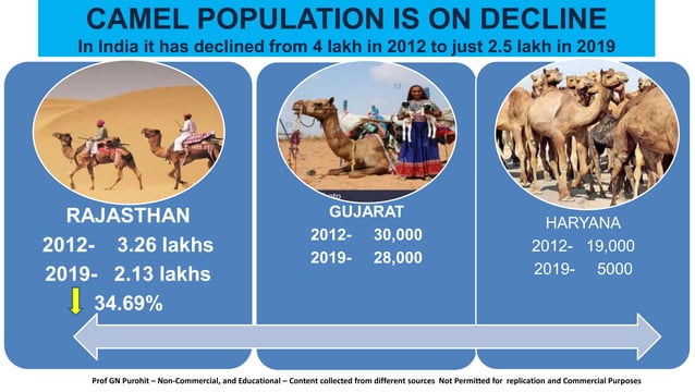 Distinctive features of camel reproduction | PDF | Pregnancy ...