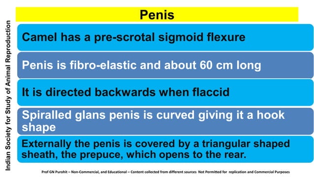 Distinctive features of camel reproduction | PDF | Pregnancy ...