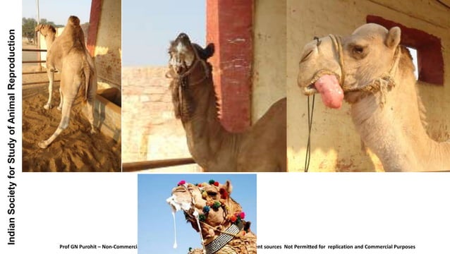 Distinctive features of camel reproduction | PDF | Pregnancy ...