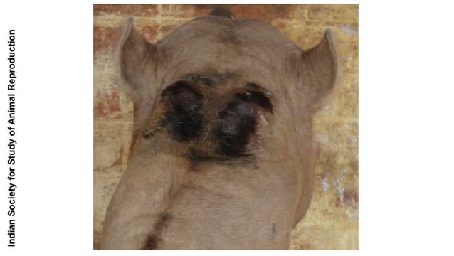 Distinctive features of camel reproduction | PDF | Pregnancy ...