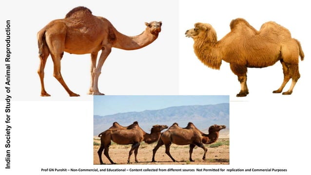Distinctive features of camel reproduction | PDF | Pregnancy ...