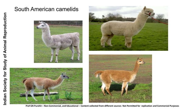 Distinctive features of camel reproduction | PDF | Pregnancy ...