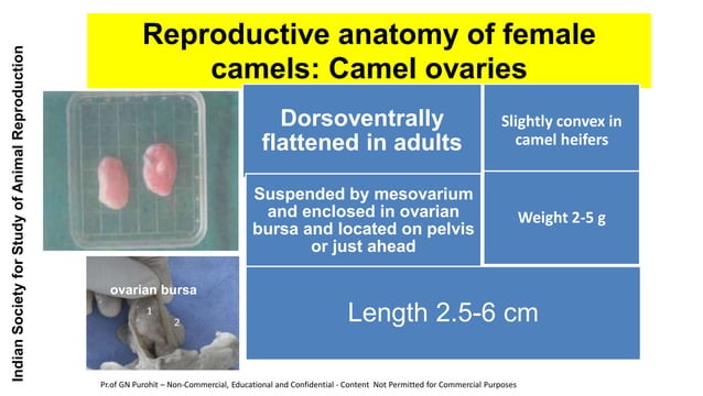 Distinctive features of camel reproduction | PDF | Pregnancy ...
