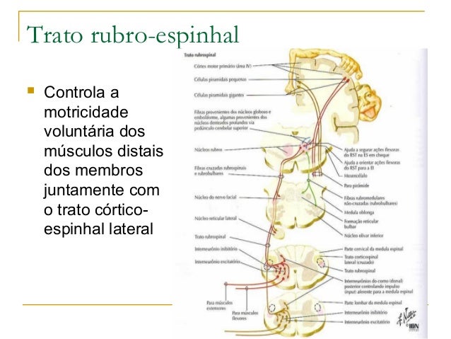 Distúrbios do movimento