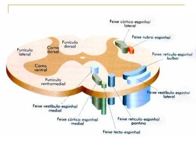 Distúrbios do movimento