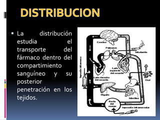 Farmacologia basica Distribucion de los Farmacos | PPTX